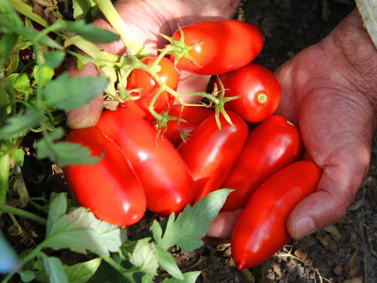 Why you should use San Marzano tomatoes – Lilla Napoli